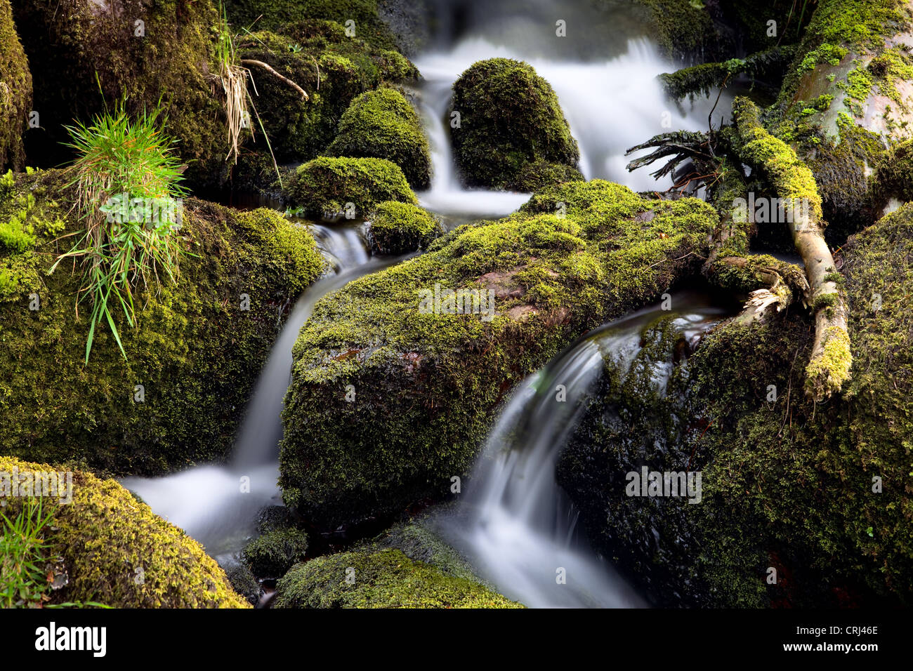 spring creek flowing water and small waterfall between vivid green moss ...