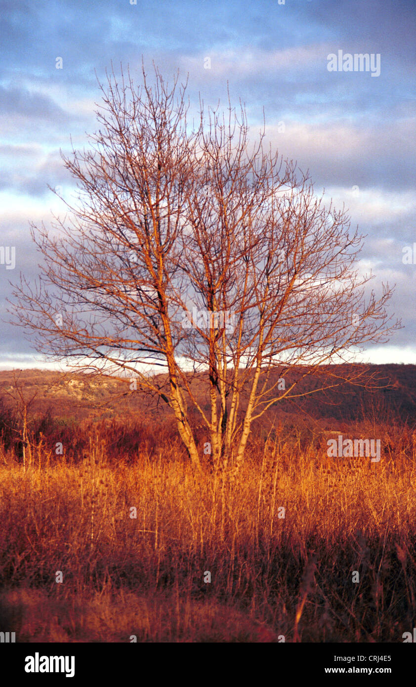 Tree in afternoon sun Stock Photo - Alamy