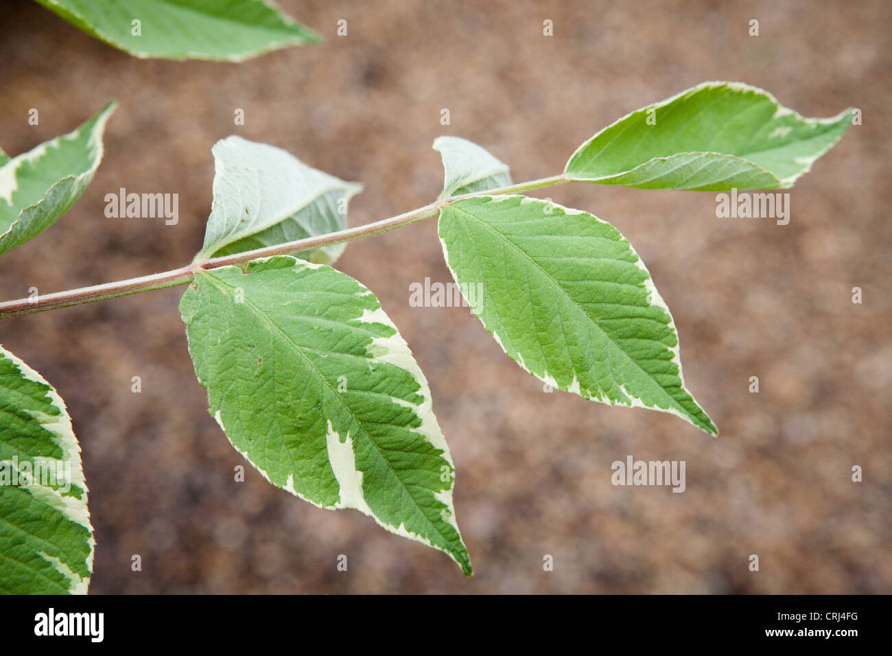 Aralia spinosa variegata leaf detail hi-res stock photography and ...