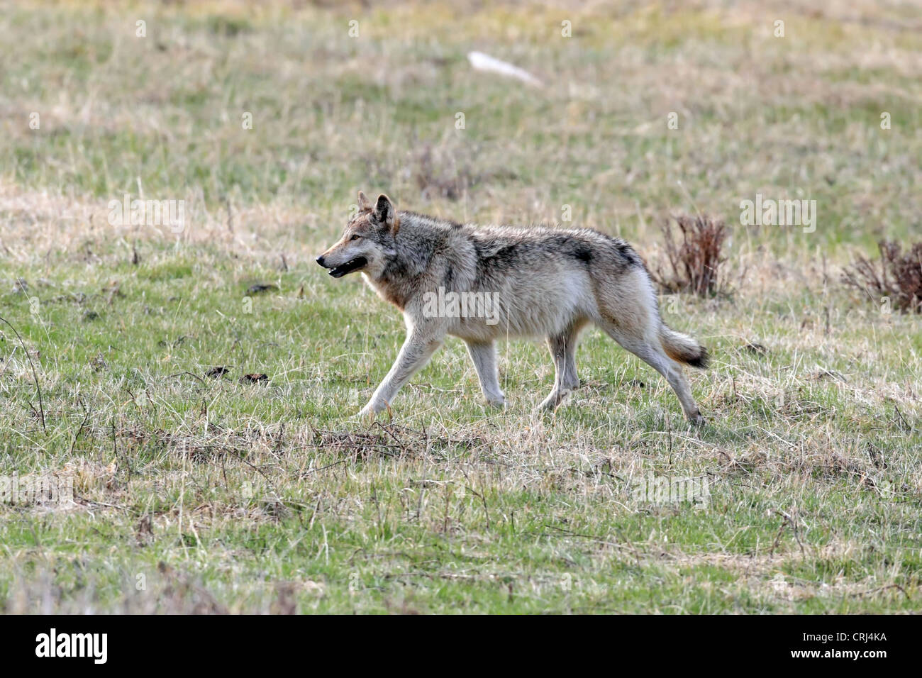Gray wolf (Canis lupus) #776F from the Lamar Canyon pack in the Lamar ...