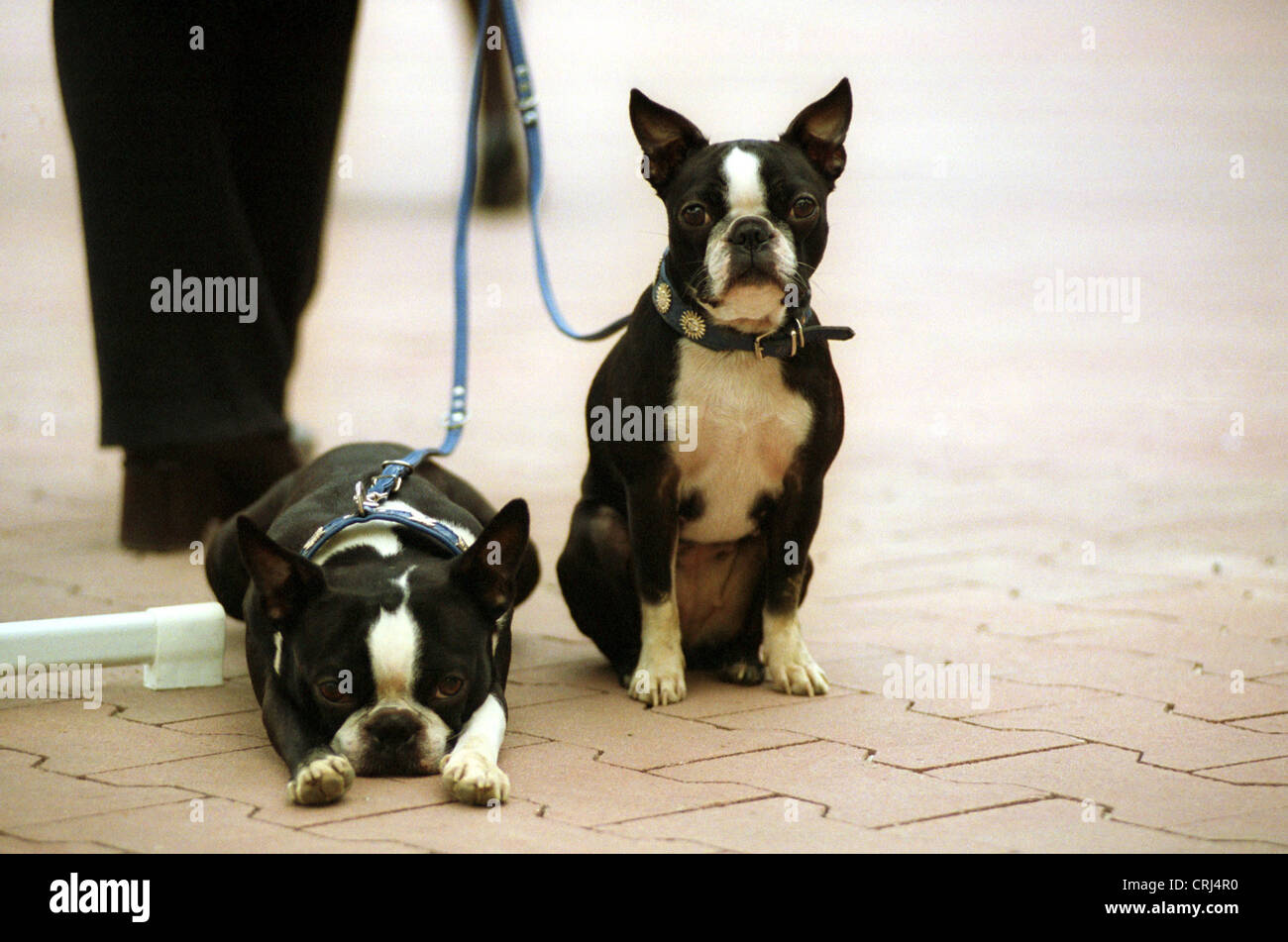 Considered carefully hi-res stock photography and images - Alamy