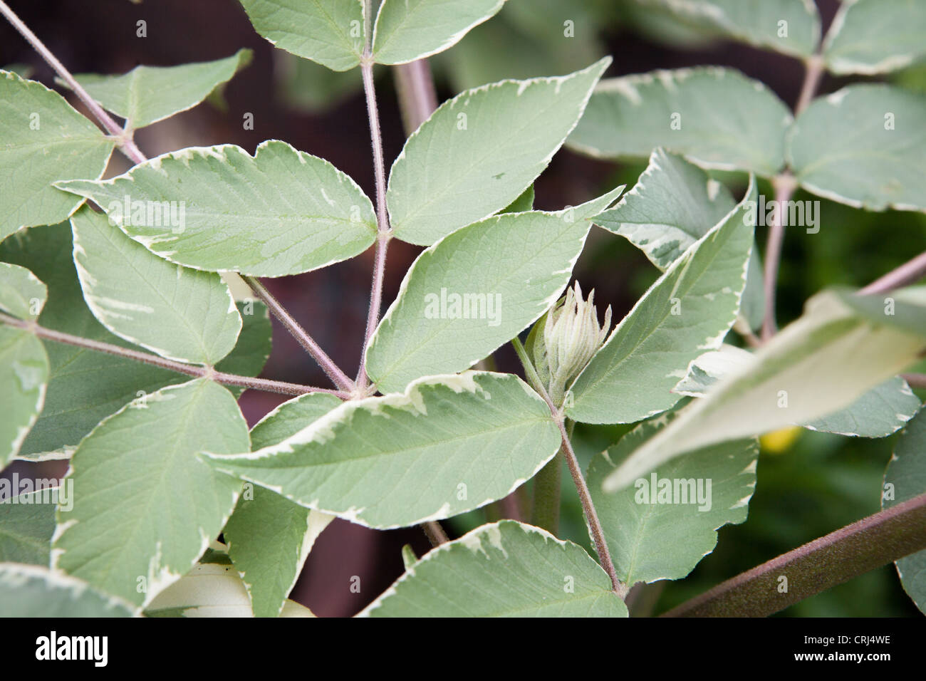 Aralia spinosa variegata - Close up leaf detail Stock Photo - Alamy