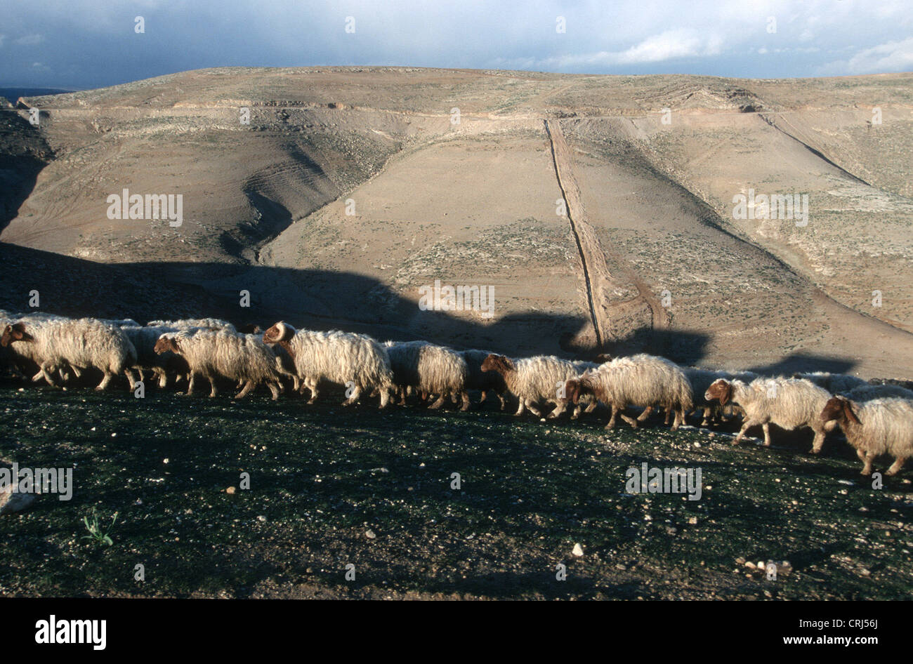 Wilderness of judea hi-res stock photography and images - Alamy