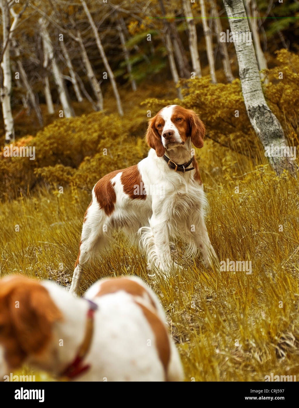 Pointing gun dogs hi-res stock photography and images - Alamy