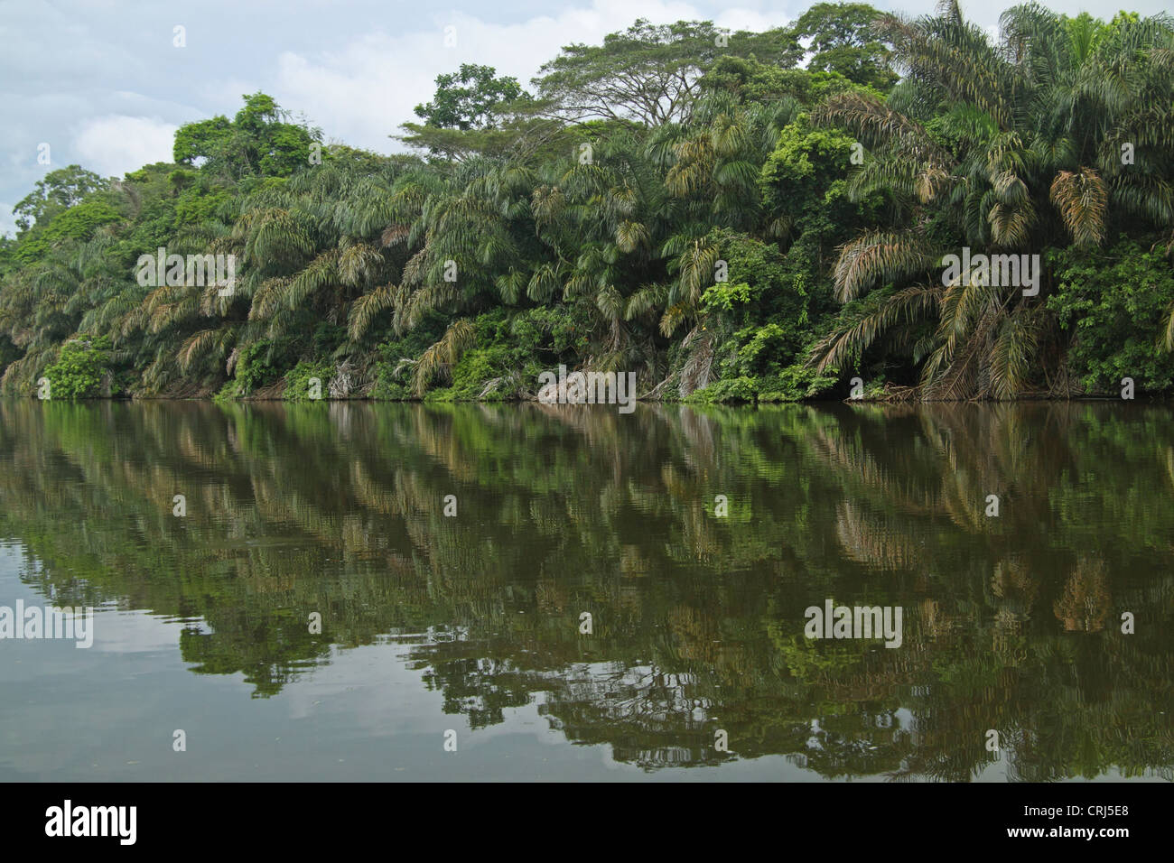 Natural canal (Rio Penitencia) in Caribbean lowland rainforest, Barra ...