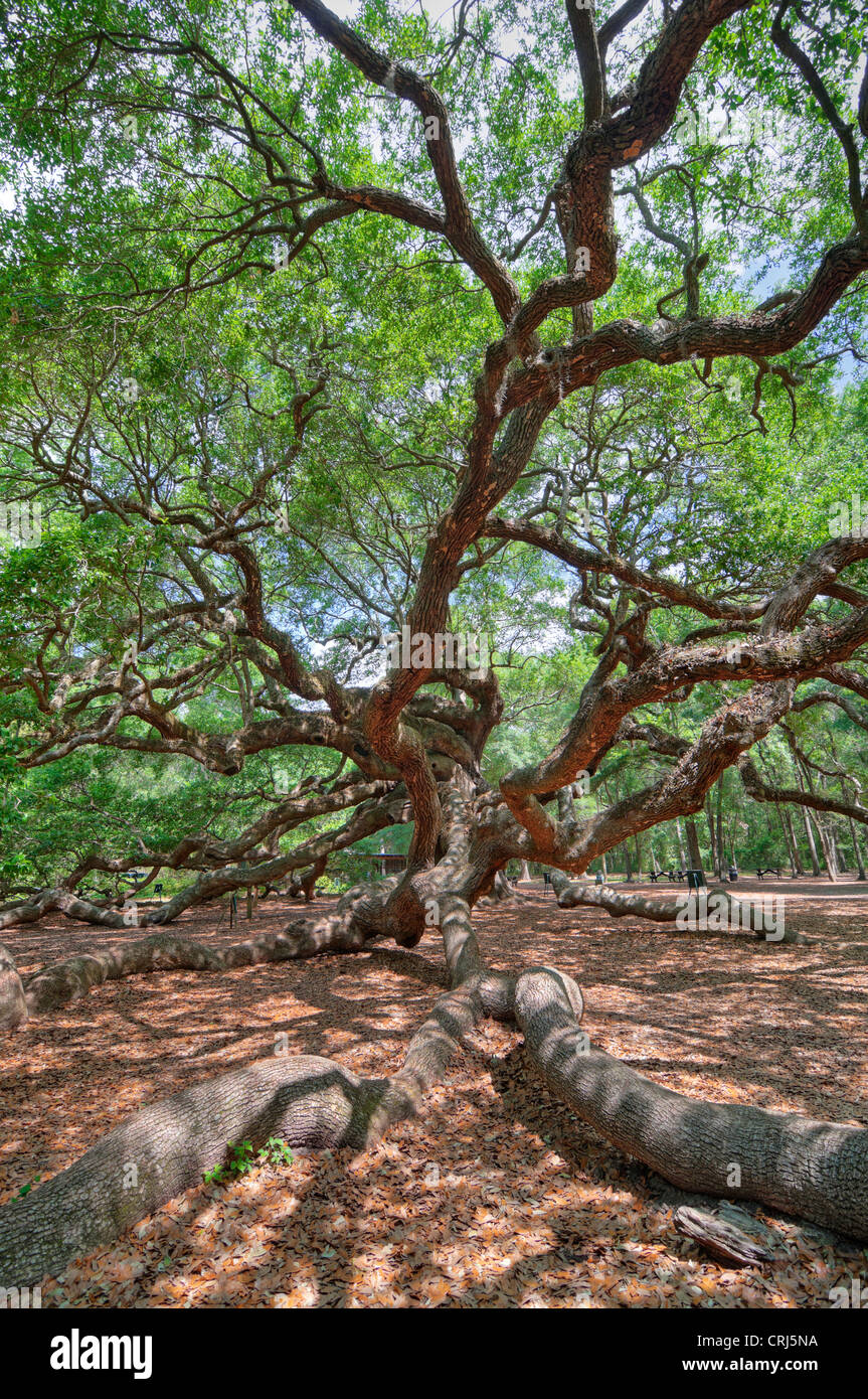 Angel Oak in Charleston SC is a live oak said to be the oldest living ...