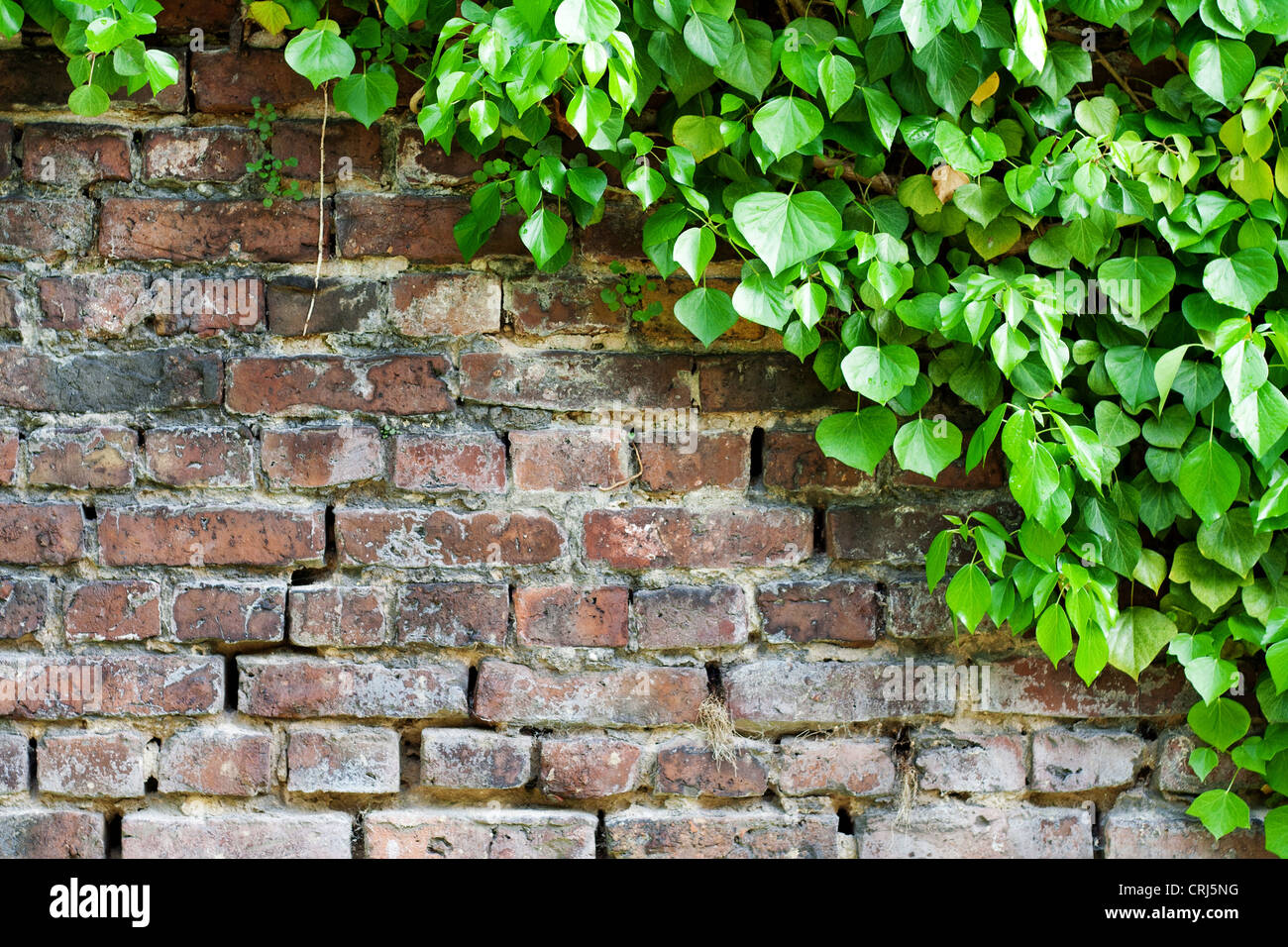 Old brick wall overgrown by plant Stock Photo - Alamy
