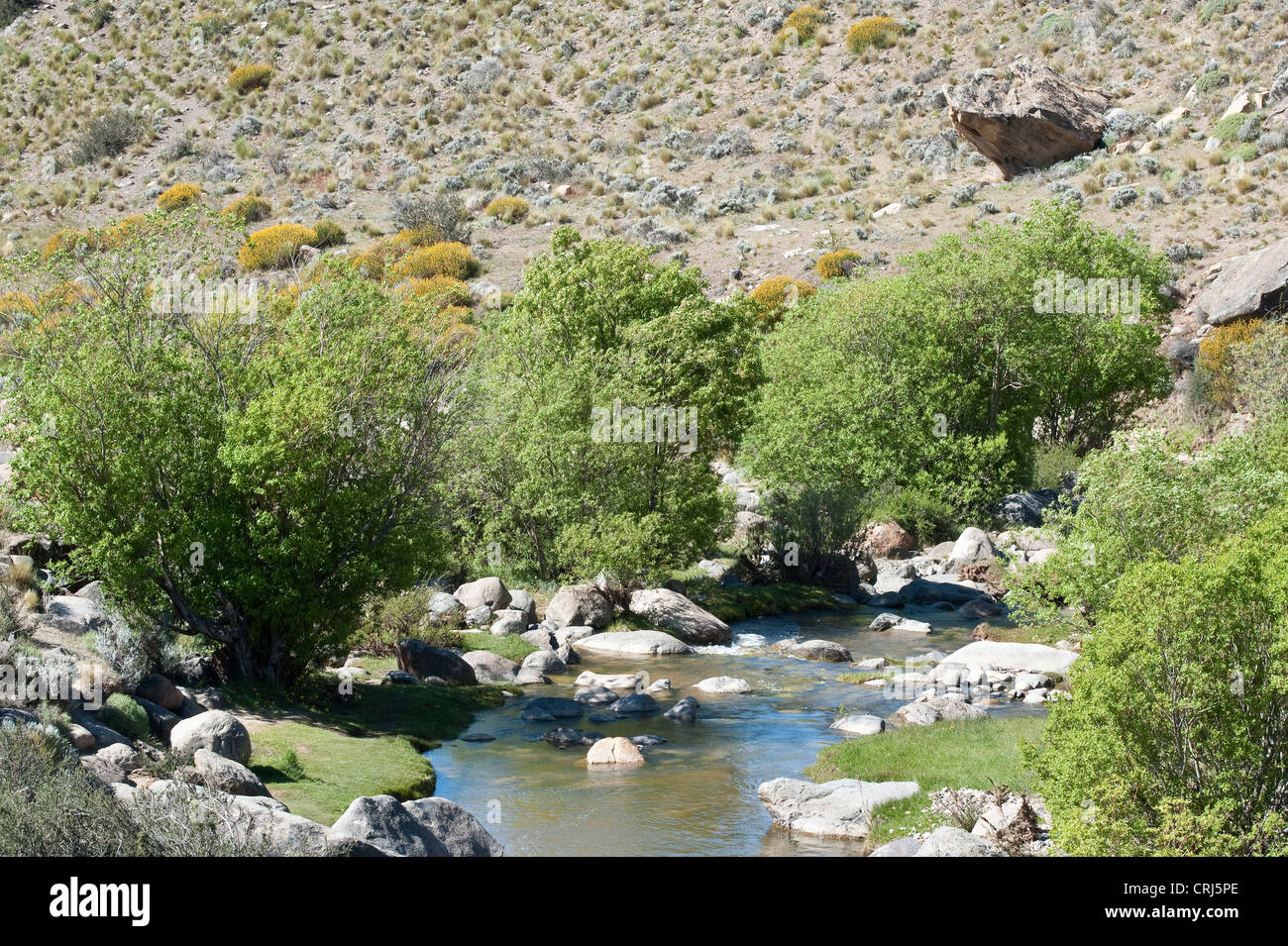 Willows trees grow on shore of Calafate Stream Adesmia boronioides ...