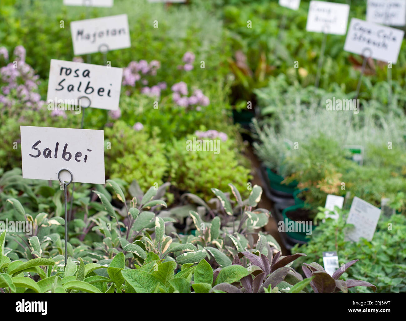 Herbs for sale at stall hi-res stock photography and images - Alamy