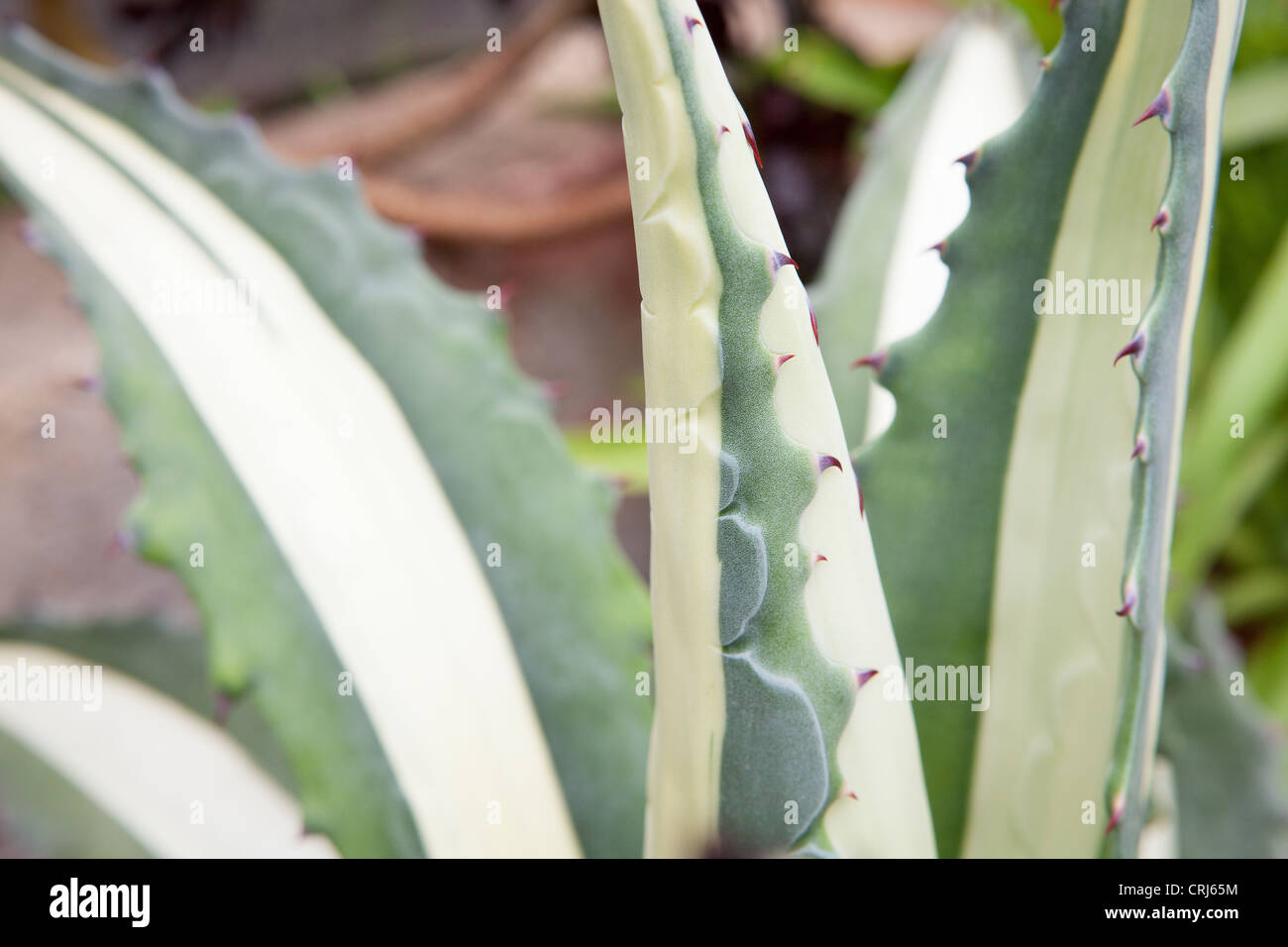 Agave americana mediopicta alba hi-res stock photography and images - Alamy