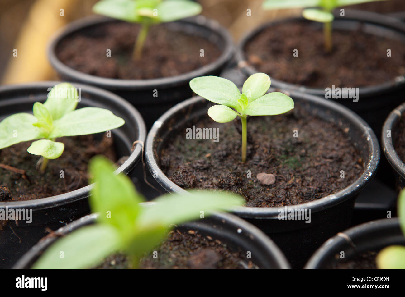 Marigold seedlings hi-res stock photography and images - Alamy