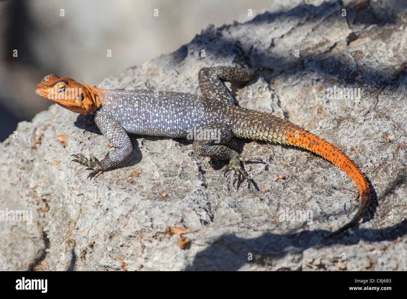 Agame hi-res stock photography and images - Alamy