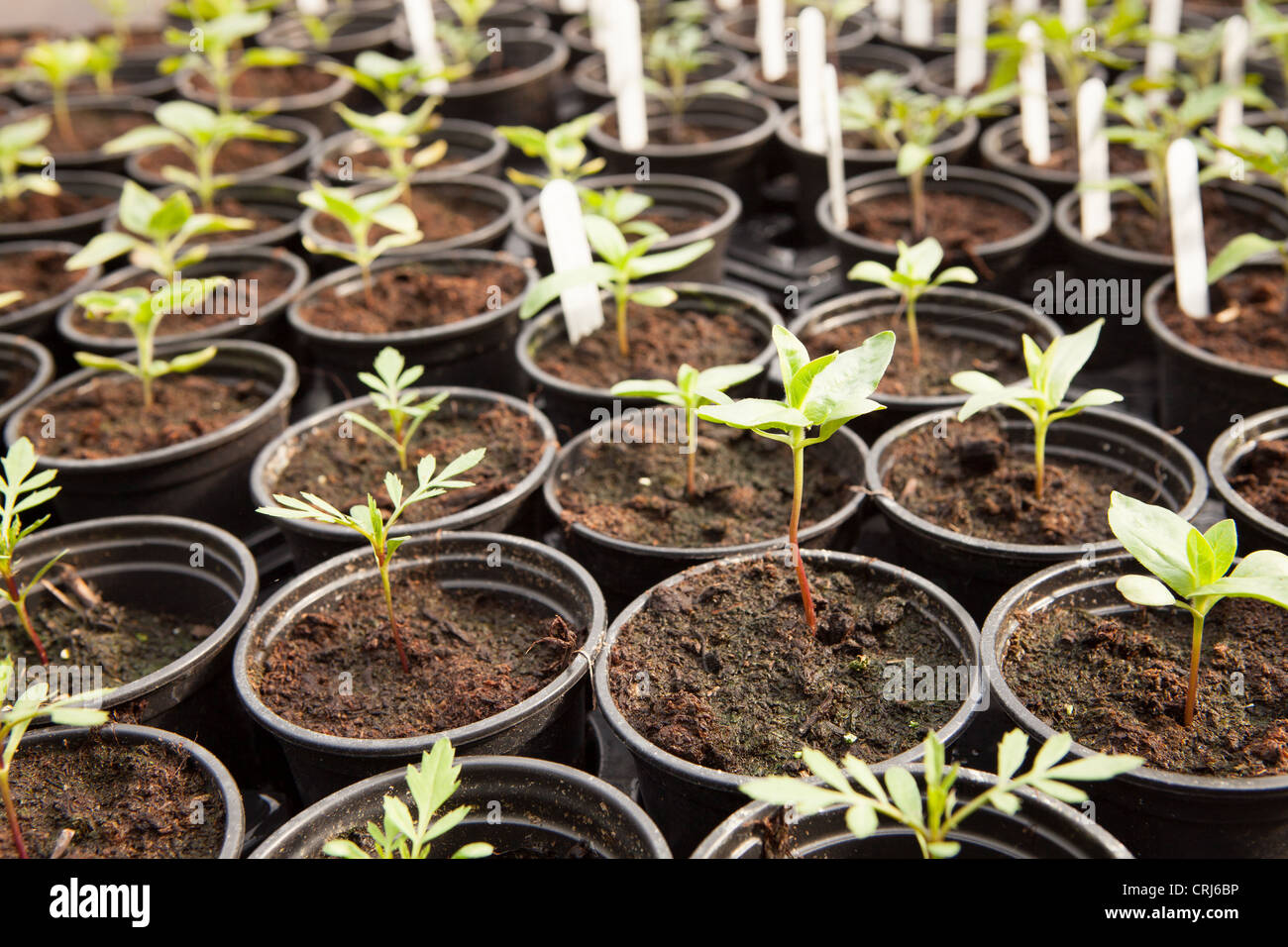 Marigolds In A Pot Stock Photos & Marigolds In A Pot Stock Images - Alamy