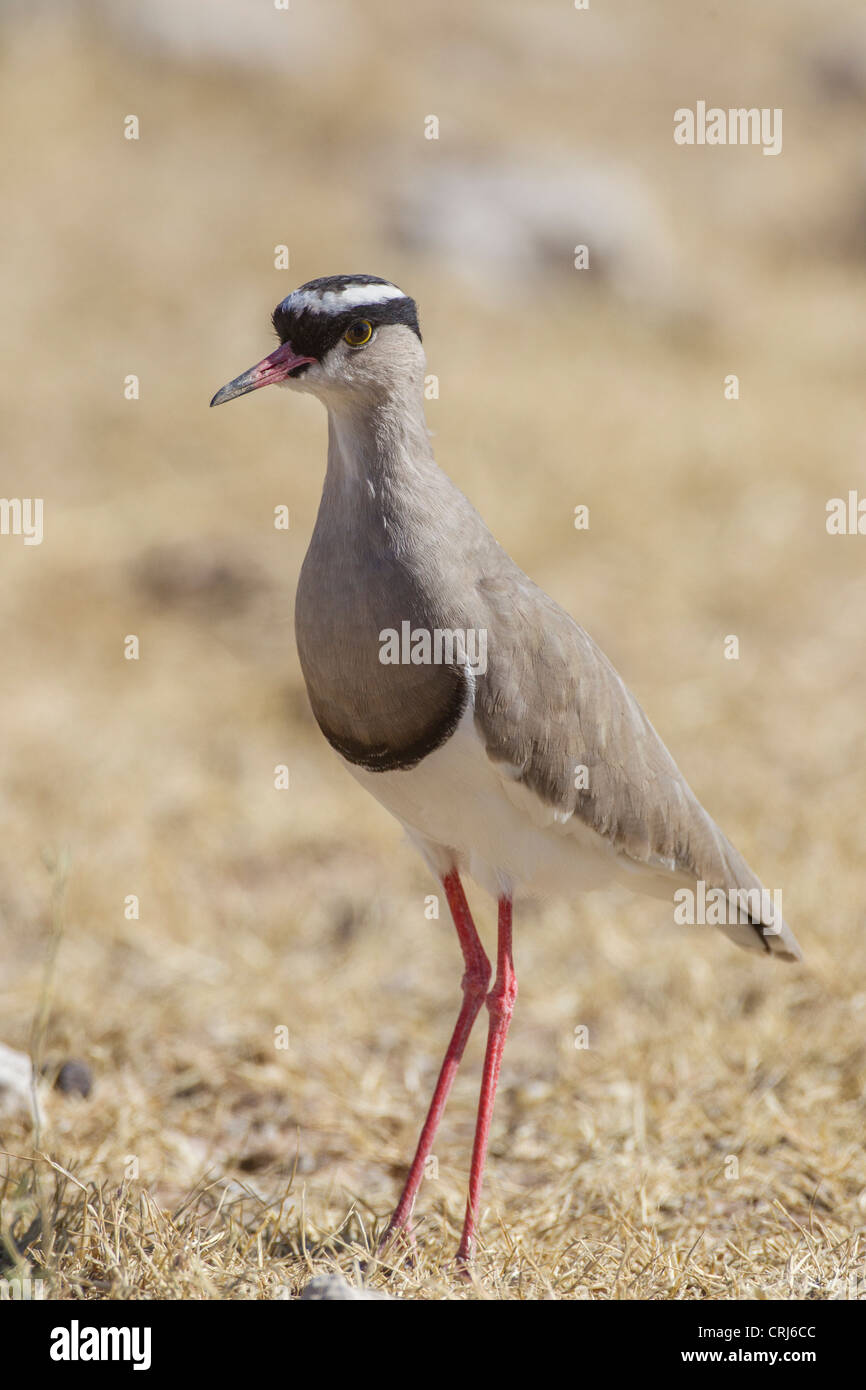 Crowned plover (Vanellus coronatus) in the Etosha National Park ...
