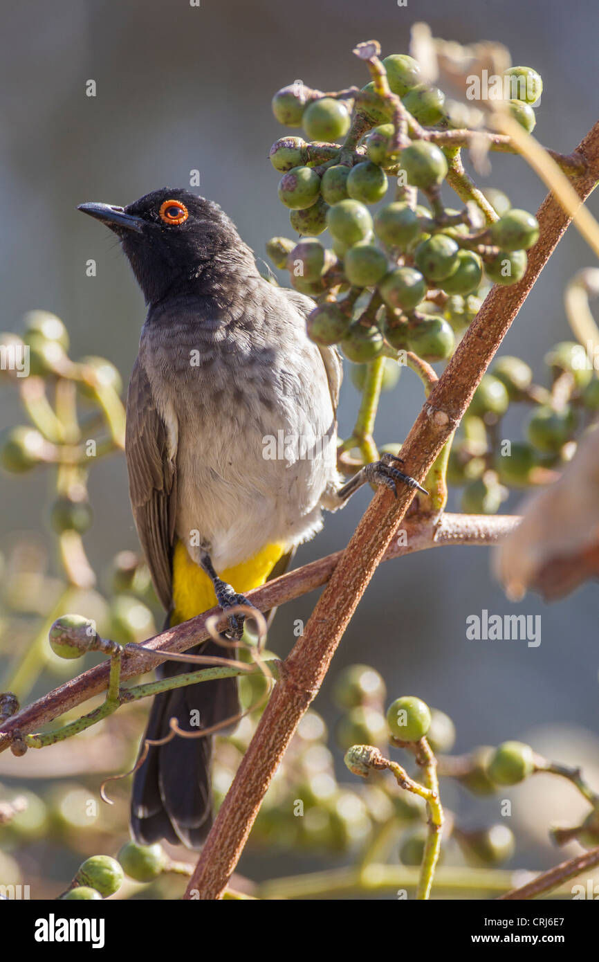 African red eyed bulbul hi-res stock photography and images - Alamy