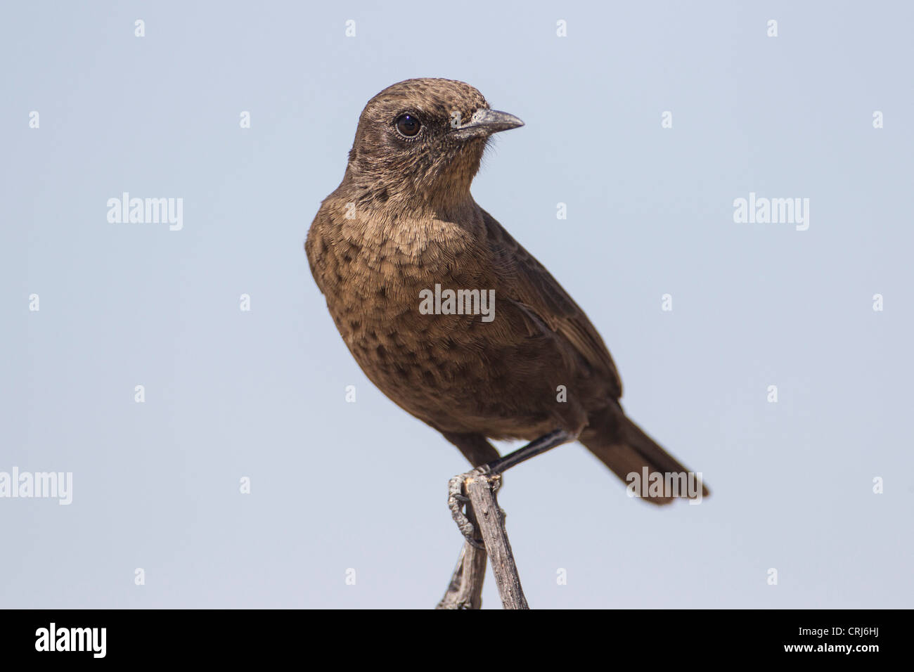 Ant eating chat myrmecocichla formicivora hi-res stock photography and ...