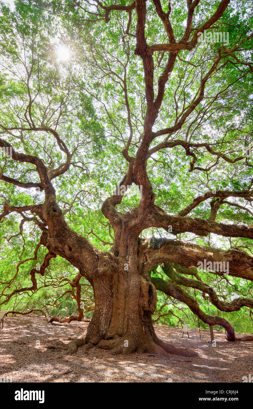 Angel Oak in Charleston SC is a live oak said to be the oldest living ...