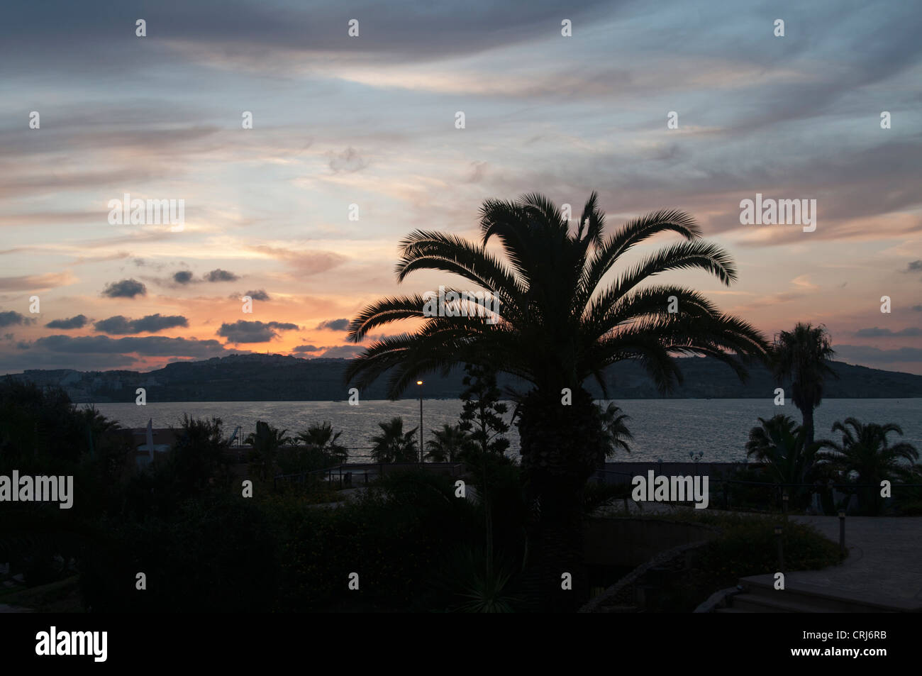 Malta palm tree hi-res stock photography and images - Alamy