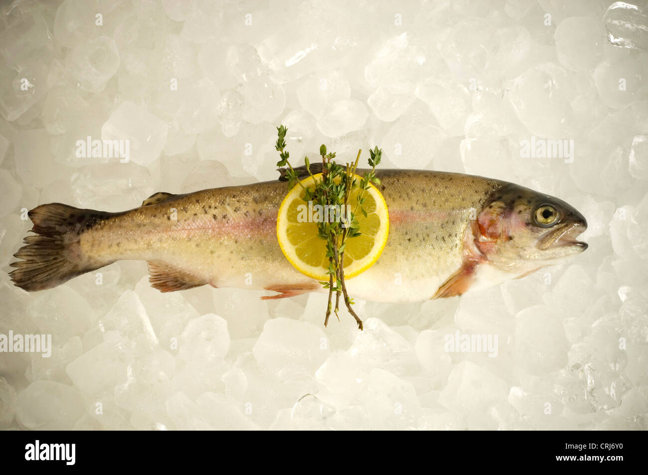 A fresh fish on a bed of ice Stock Photo - Alamy