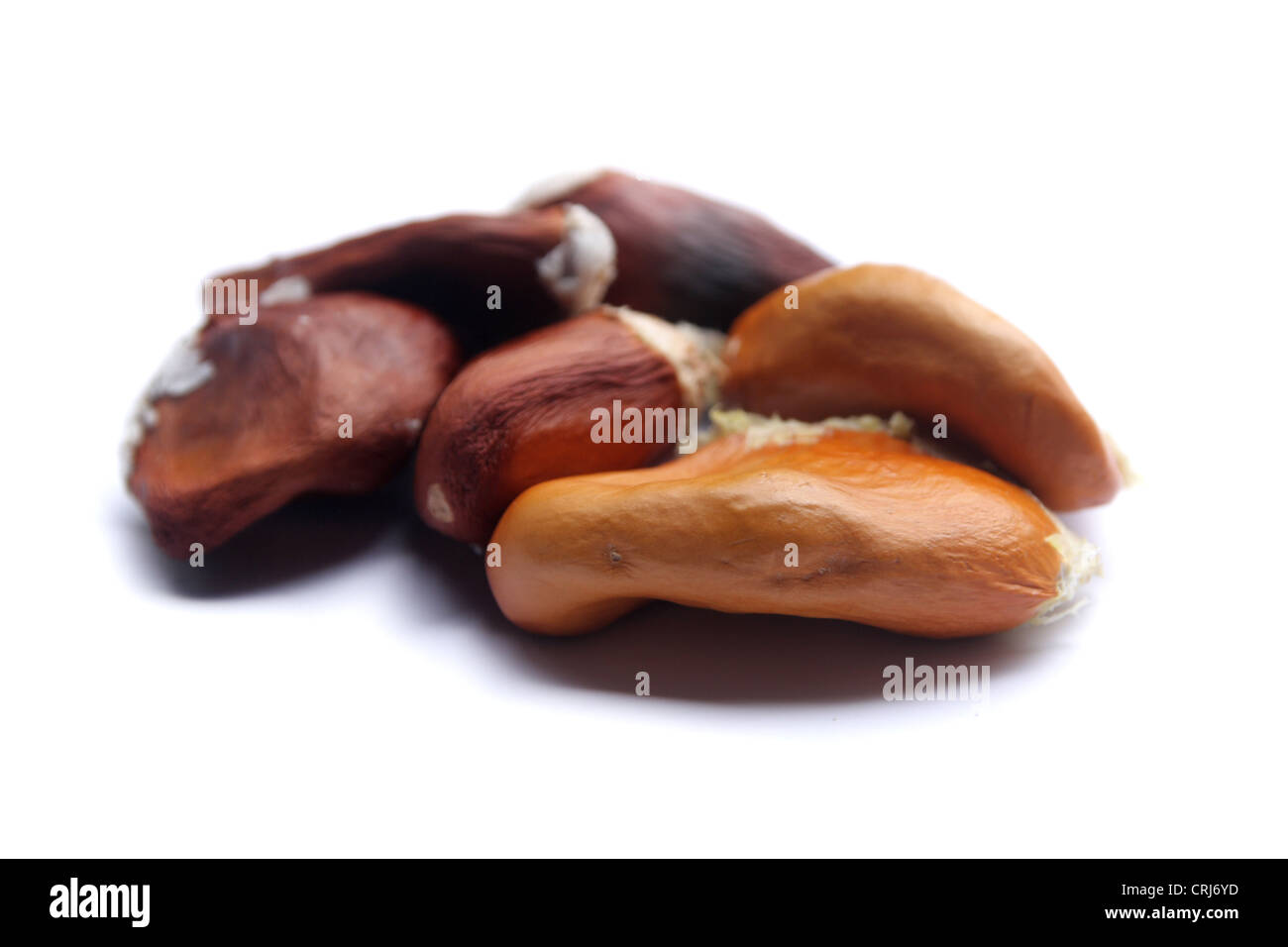 Durian seeds Cut Out Stock Images & Pictures - Alamy Durian seeds Cut Out Stock Images & Pictures - Alamy