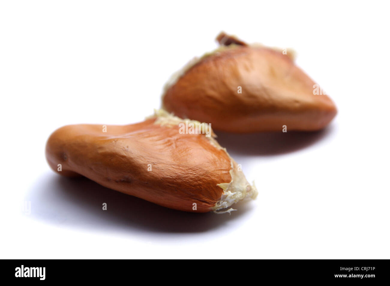 Durian seeds Cut Out Stock Images & Pictures - Alamy Durian seeds Cut Out Stock Images & Pictures - Alamy