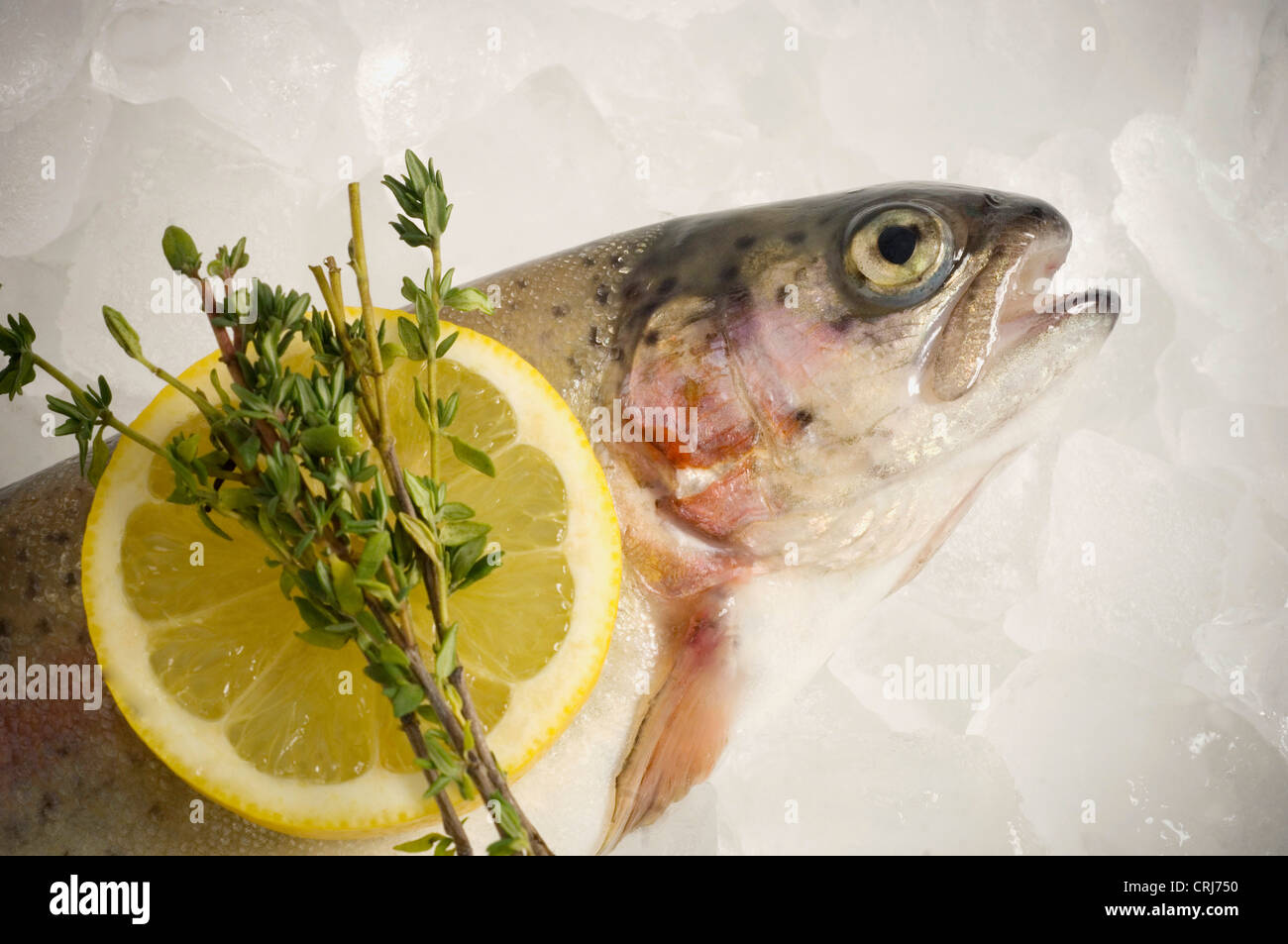 Ice bed hi-res stock photography and images - Alamy