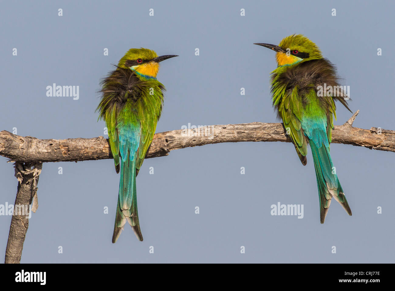 Swallow tailed bee eater hi-res stock photography and images - Alamy