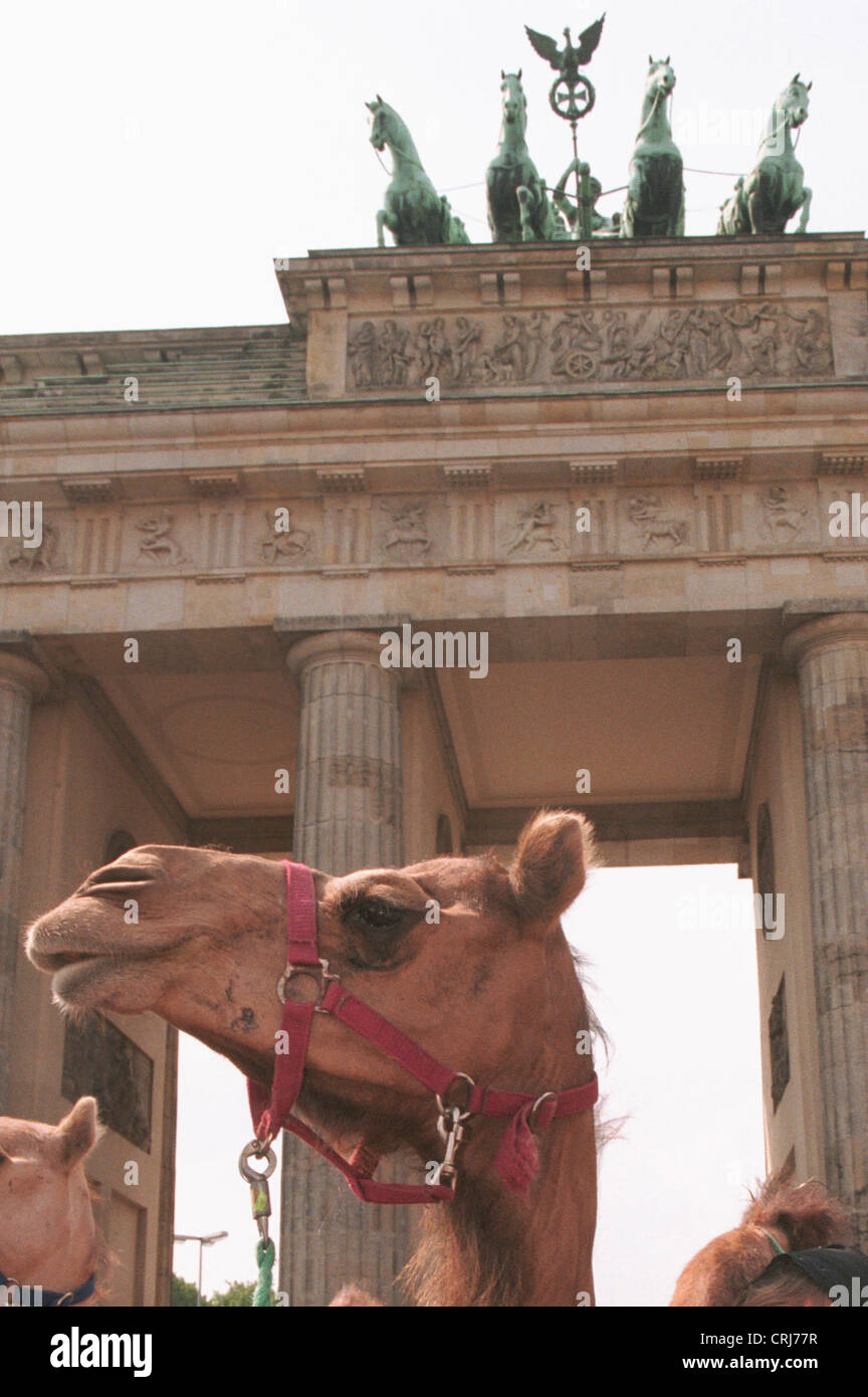 A camel in front of the Brandenburg Gate in Berlin Stock Photo - Alamy