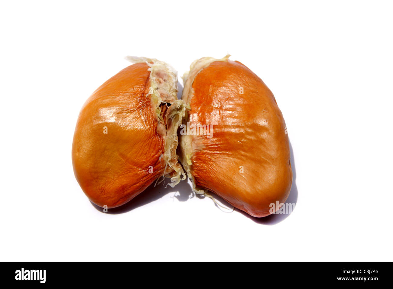Durian seeds Cut Out Stock Images & Pictures - Alamy