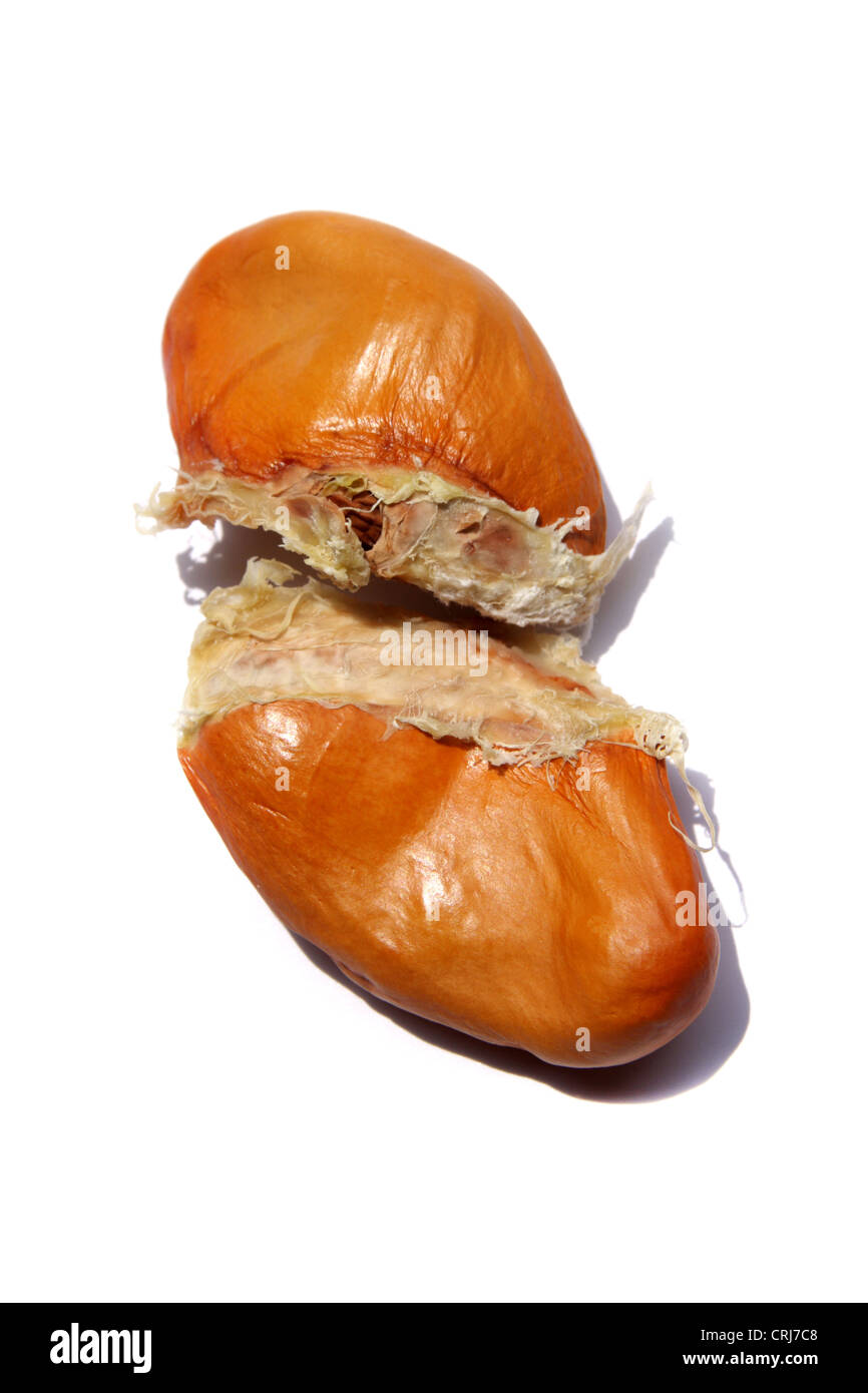 Durian seeds Cut Out Stock Images & Pictures - Alamy Durian seeds Cut Out Stock Images & Pictures - Alamy