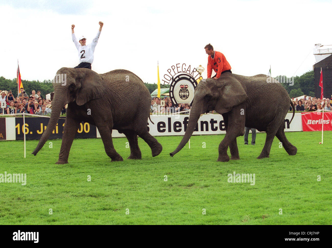 Elephant race hi-res stock photography and images - Alamy