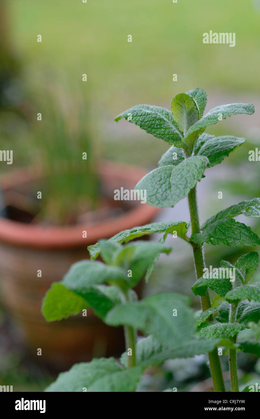 Contain bouquet hi-res stock photography and images - Alamy