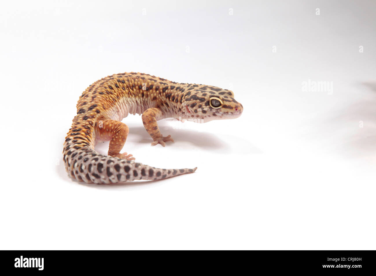Leopard gecko on cut hi-res stock photography and images - Alamy