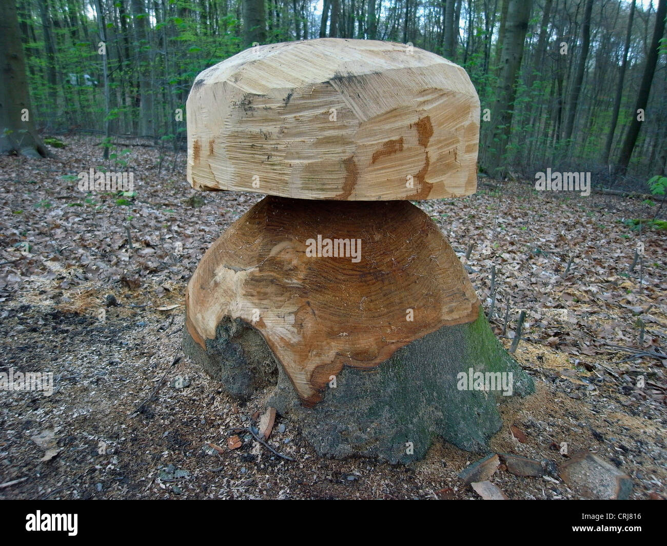 mushroom carved from a tree stub still rooted in the forest ground ...