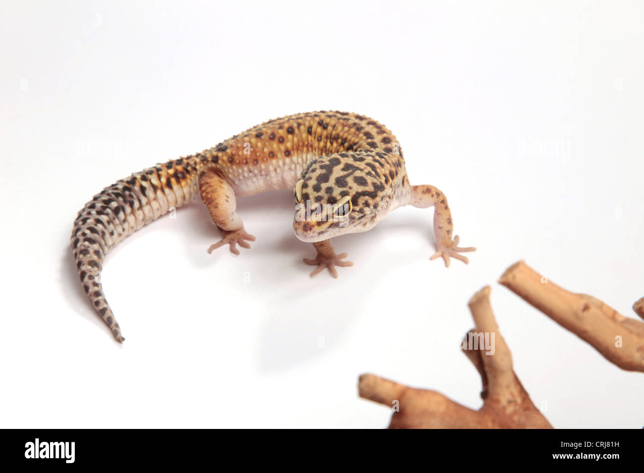 Leopard gecko cut out hi-res stock photography and images - Alamy