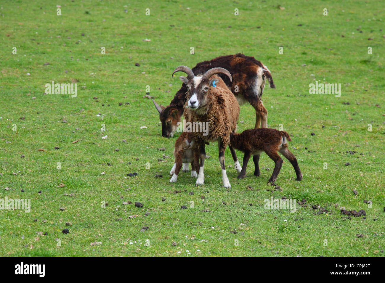 castlemilk moorit sheep Stock Photo - Alamy