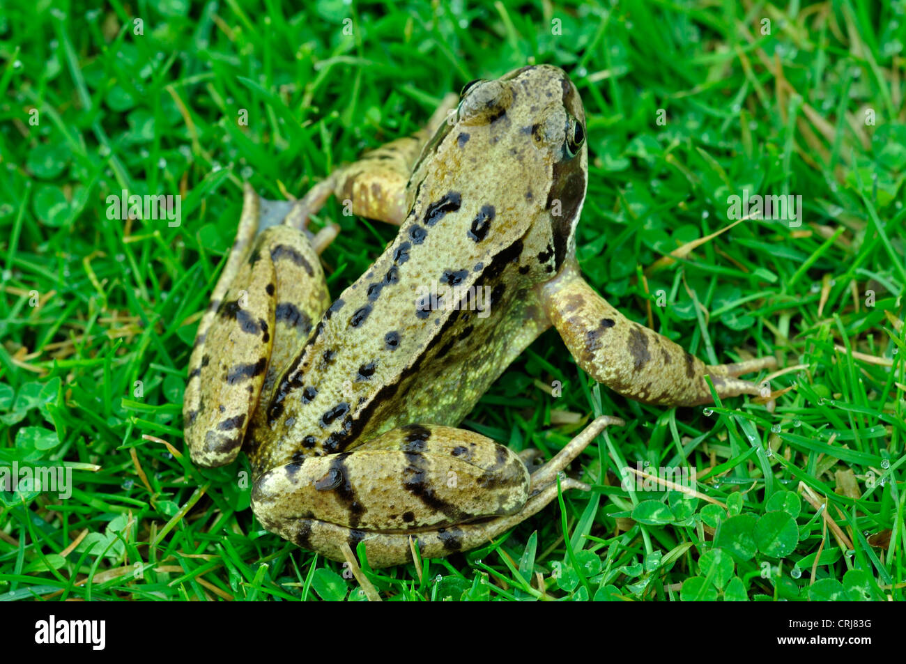 Common familiar visitor hi-res stock photography and images - Alamy