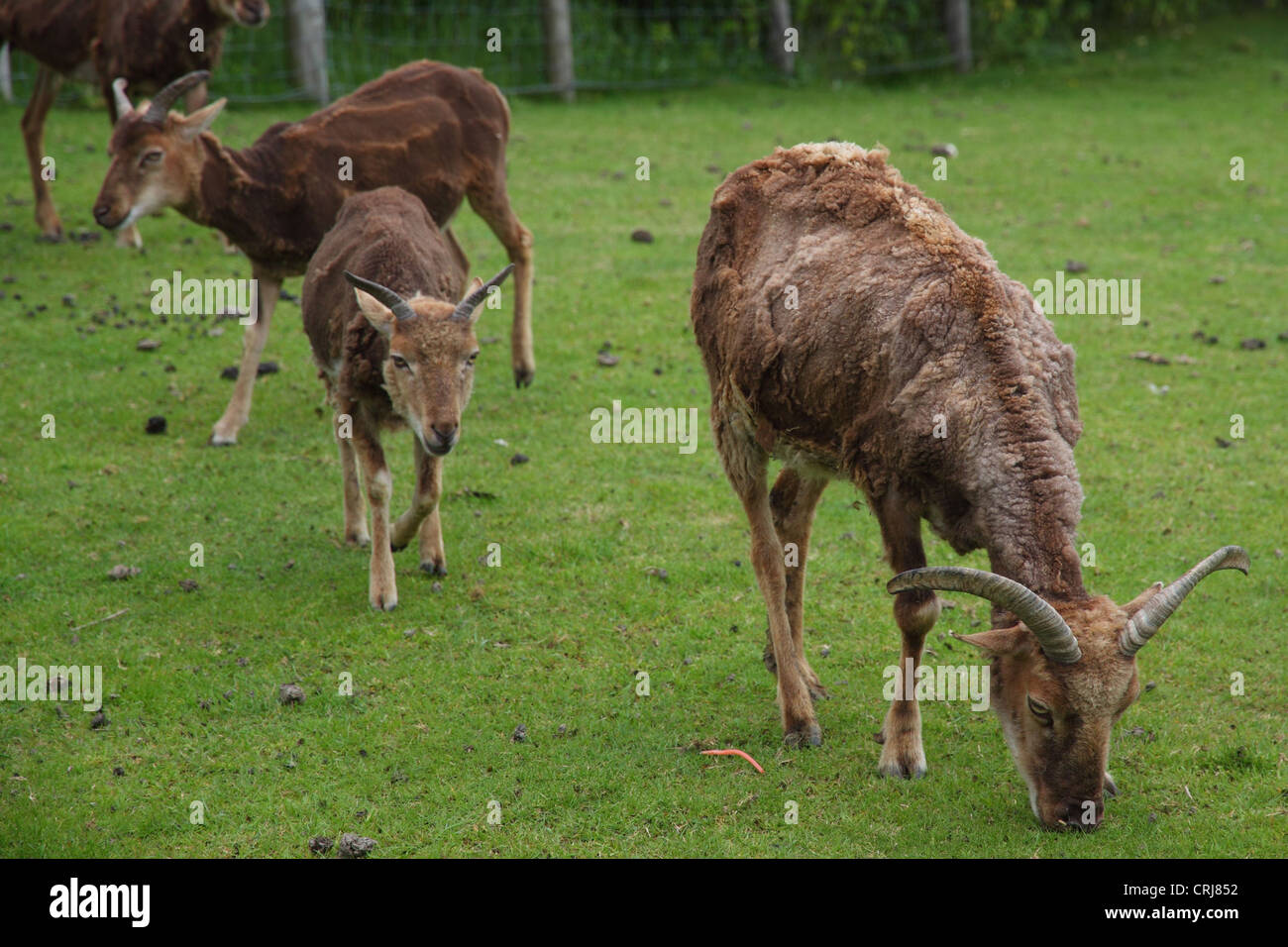 castlemilk moorit sheep Stock Photo - Alamy