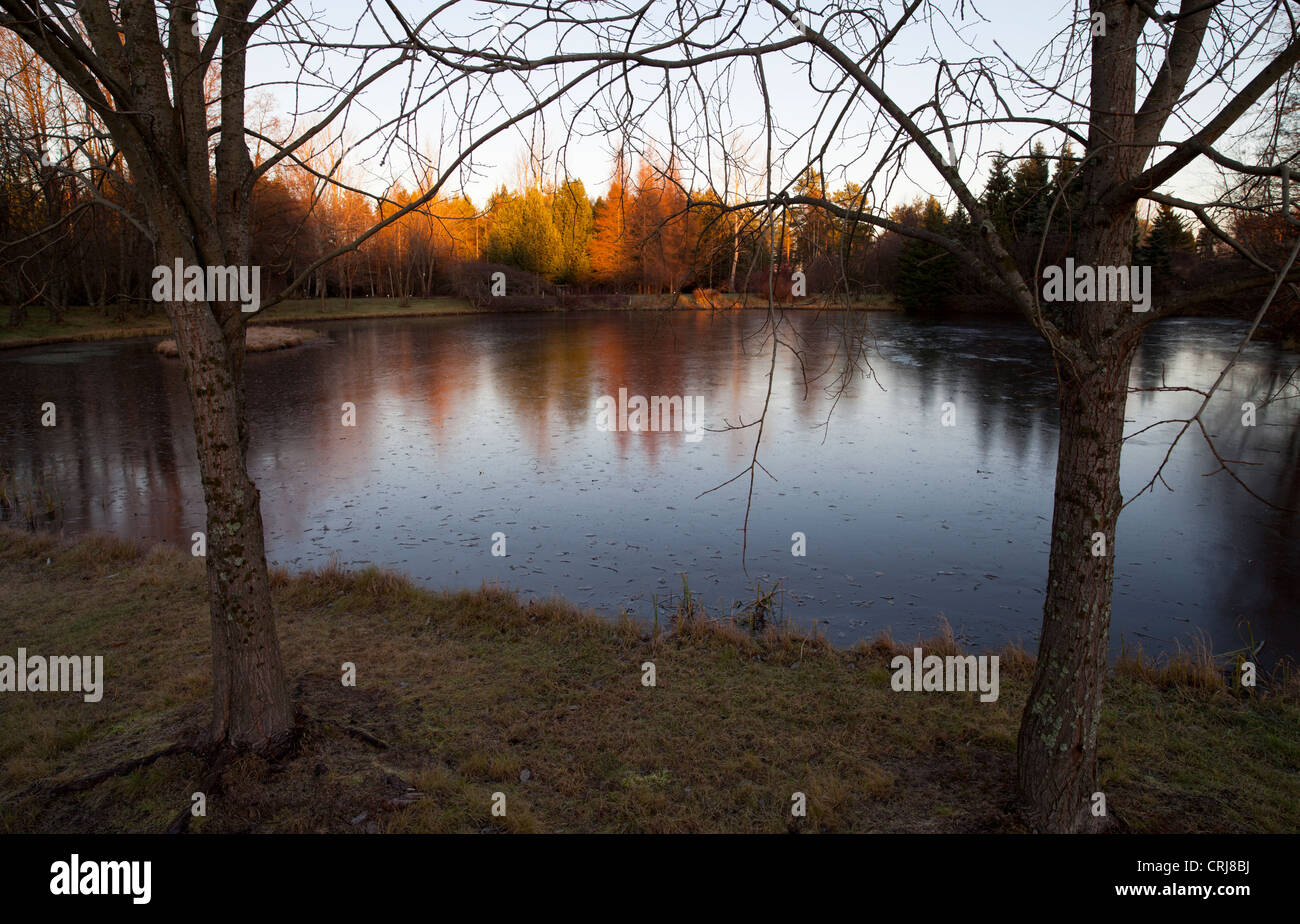 First ice skim layer on a garden pond , Finland Stock Photo - Alamy