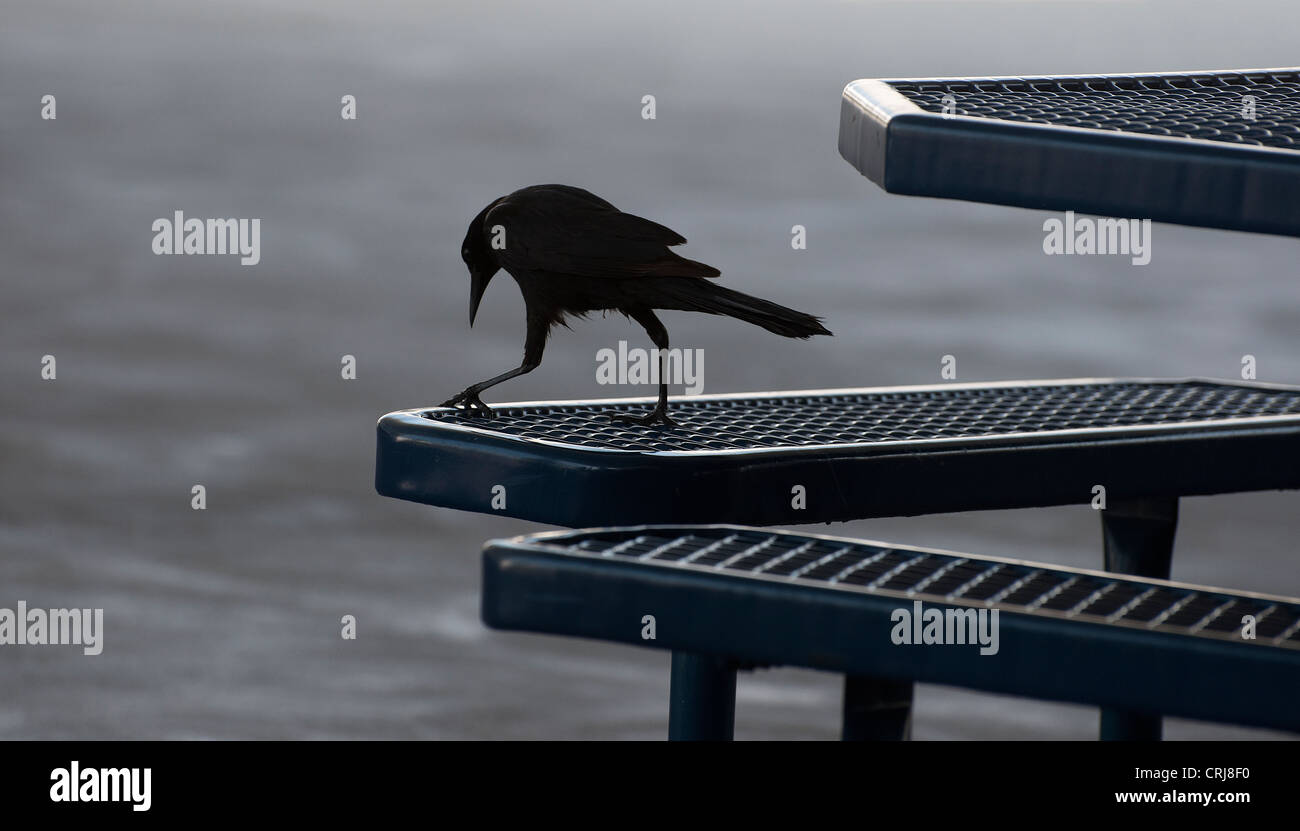 American crows are increasingly numerous in cities and urban areas ...
