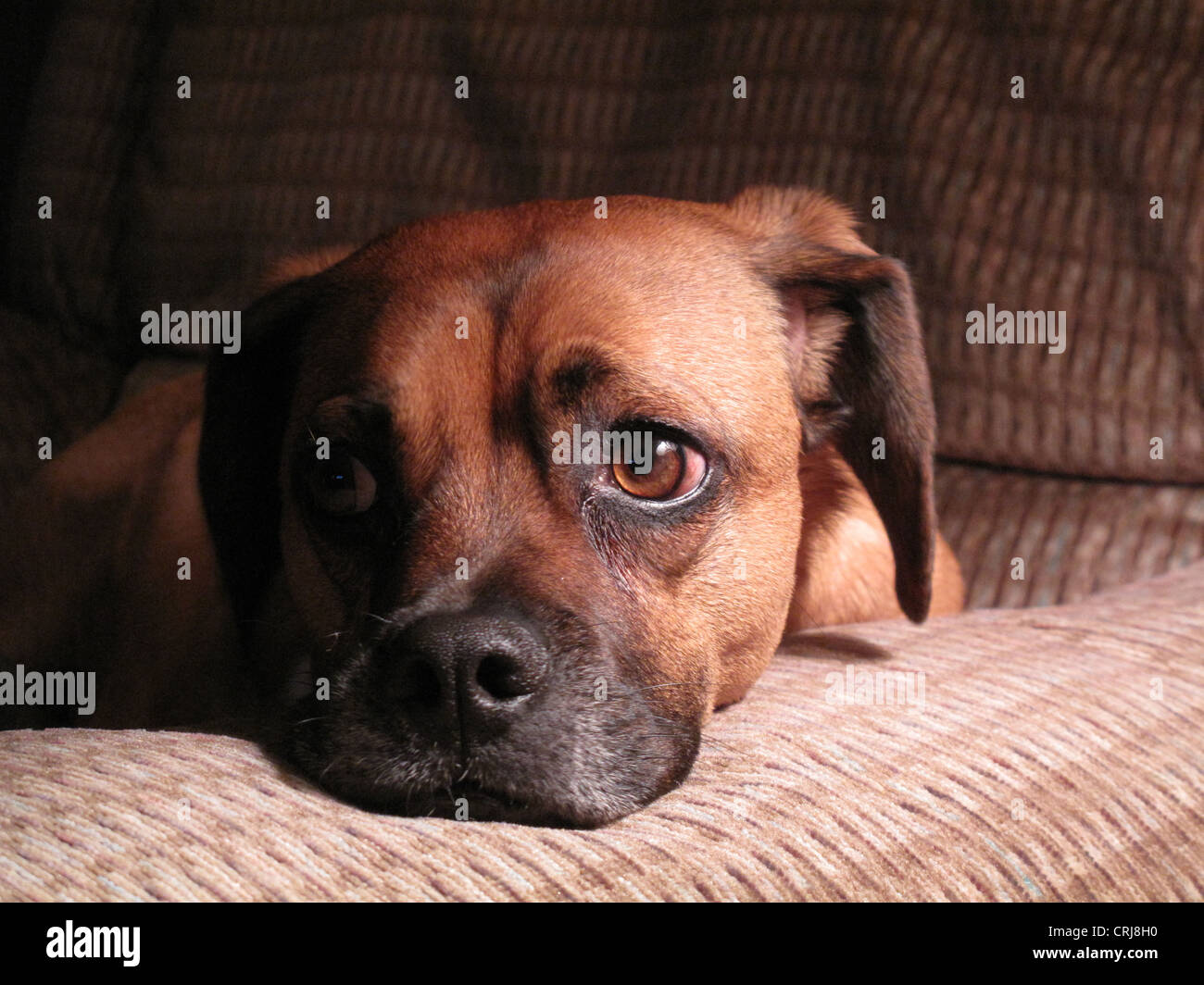 Dog Arm Chair High Resolution Stock Photography and Images - Alamy