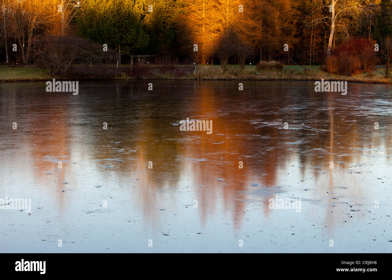 Ice covered garden pond hi-res stock photography and images - Alamy