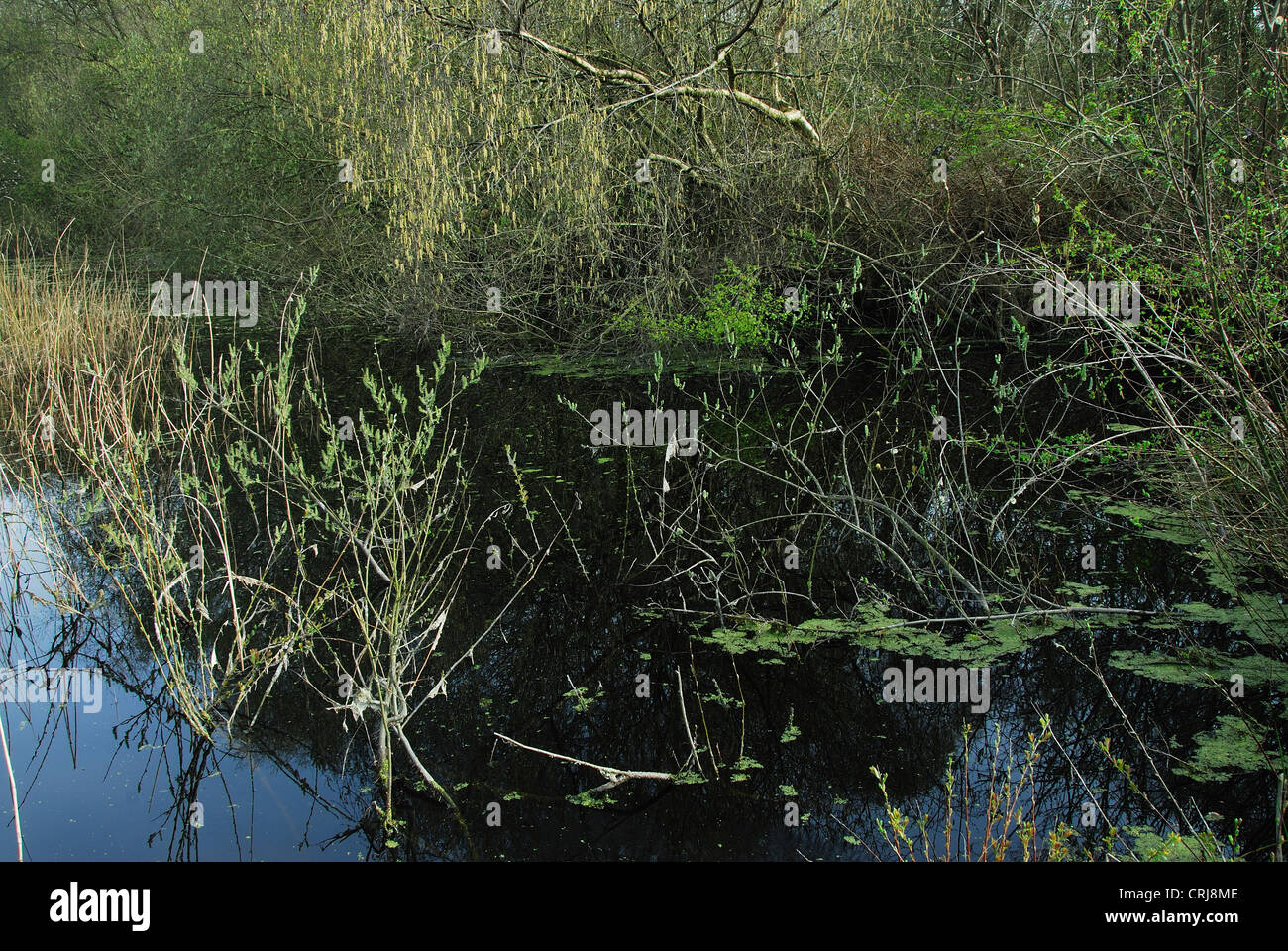 Shapwick Heath National Nature Reserve, Somerset, UK. April 2010 Stock ...