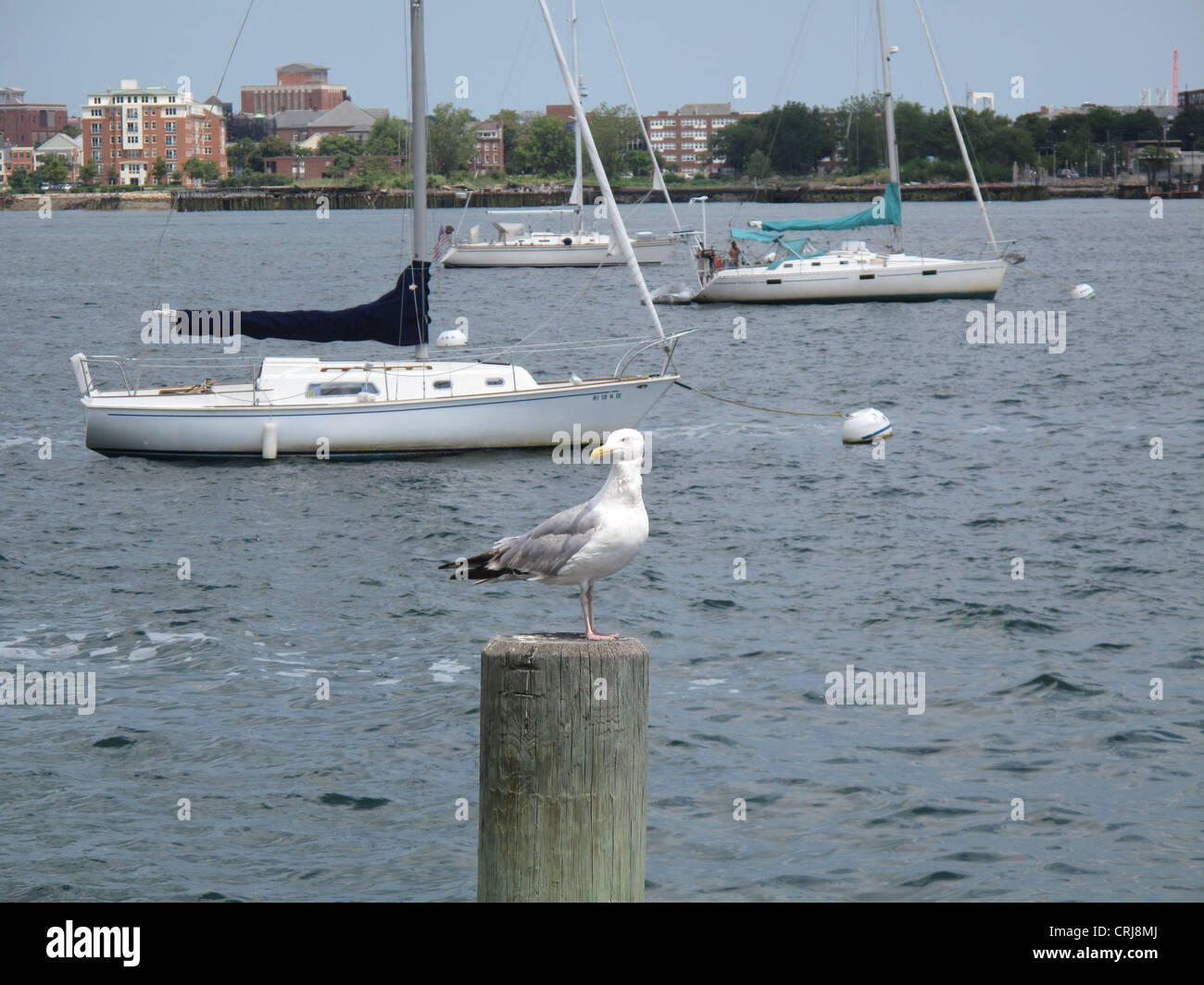 Seagull at harbor with boats Stock Photo - Alamy