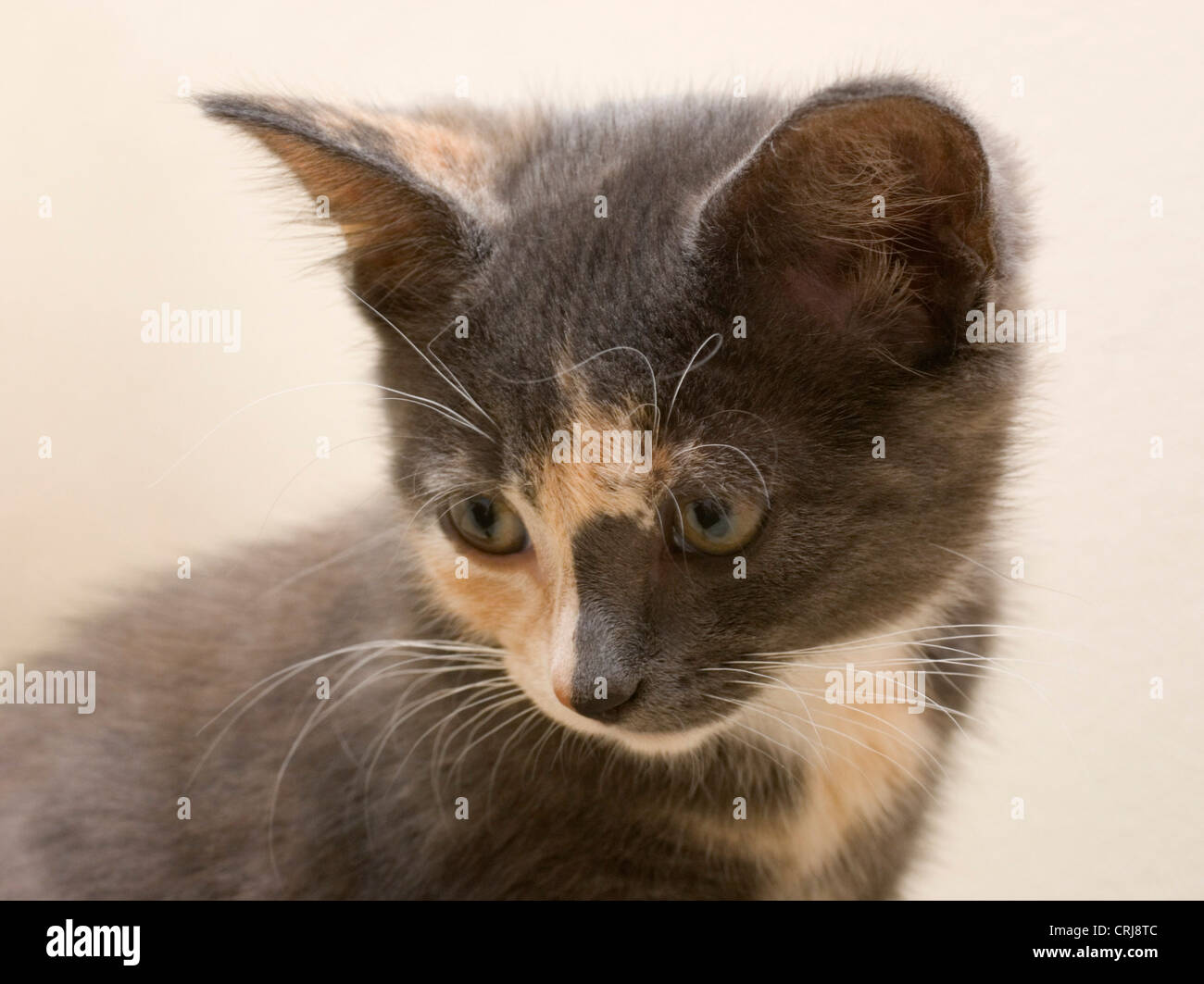Young kitten looking down Stock Photo - Alamy