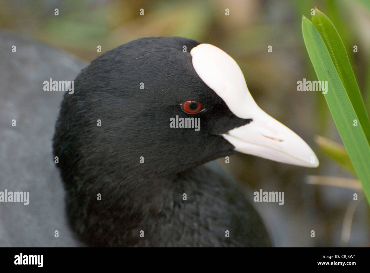 Coot, close up of head Stock Photo - Alamy