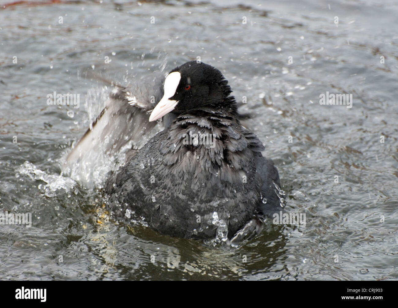 Splash shield hi-res stock photography and images - Alamy