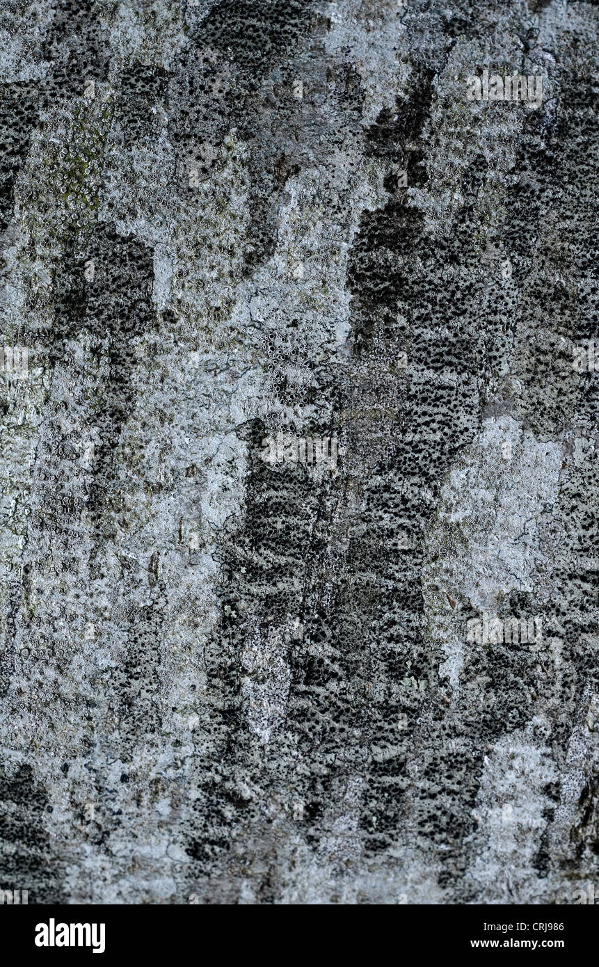 Ash tree bark hi-res stock photography and images - Alamy