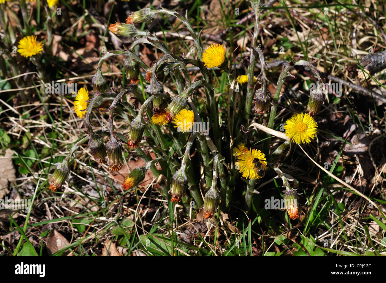 coltsfoot tussilago farfara perennial yellow spring wild flower Stock ...