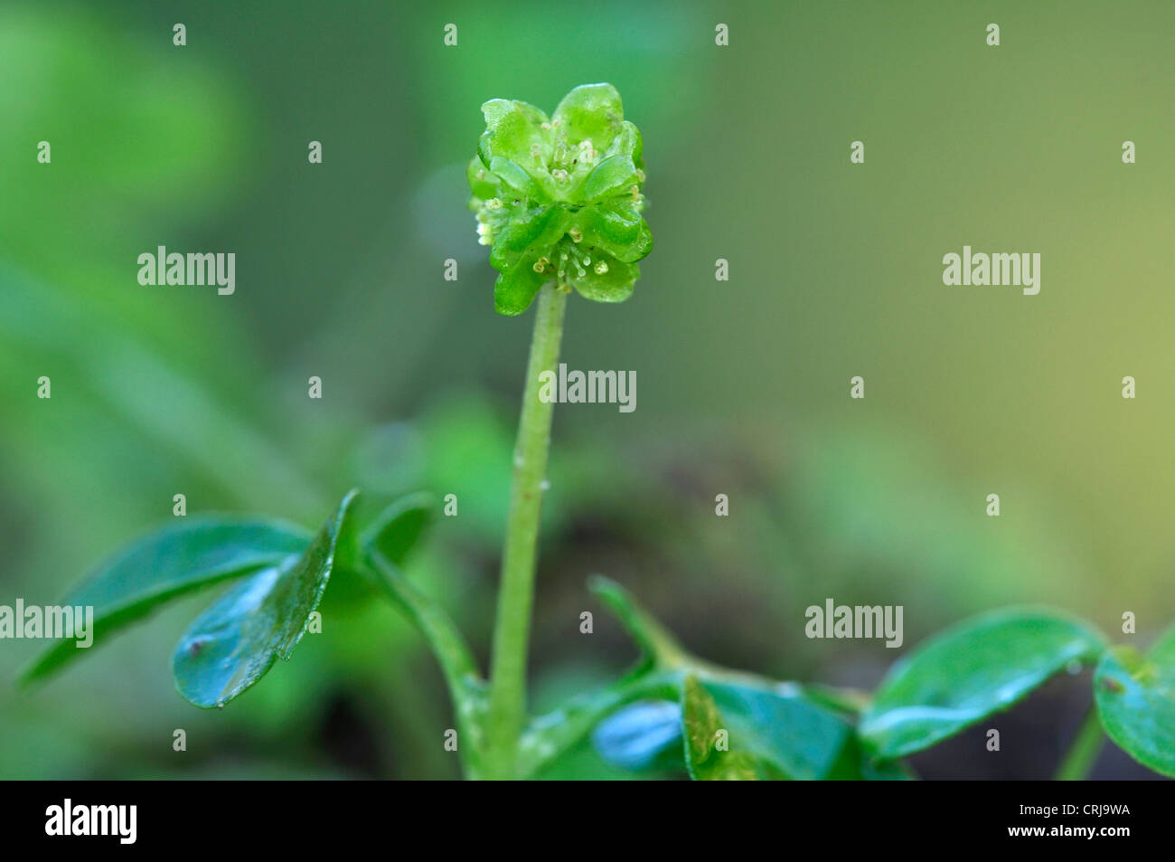 A tiny moschatel flower UK Stock Photo - Alamy
